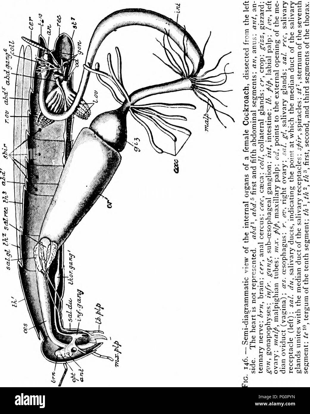 Chyle hi-res stock photography and images - Alamy