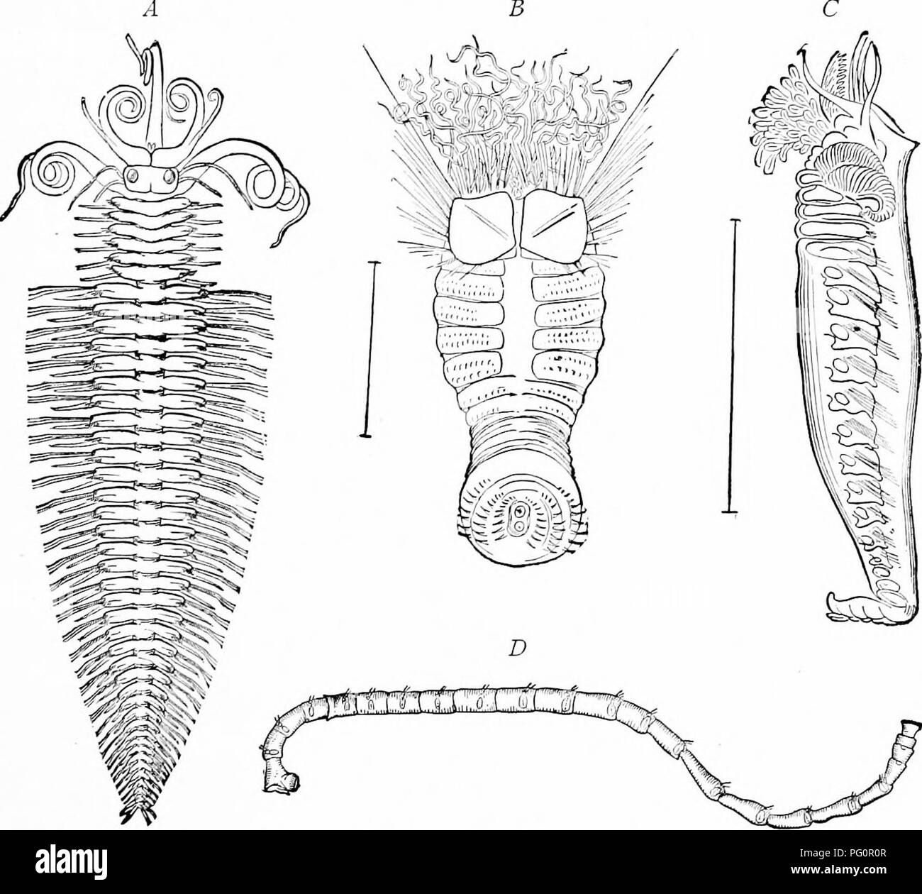 This manual covers the classification of the polychaete worms, focusing ...
