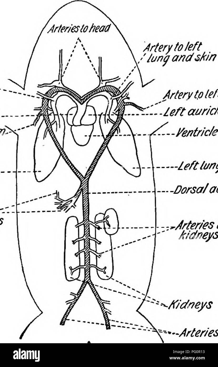 Heart anatomy functions Black and White Stock Photos & Images - Alamy