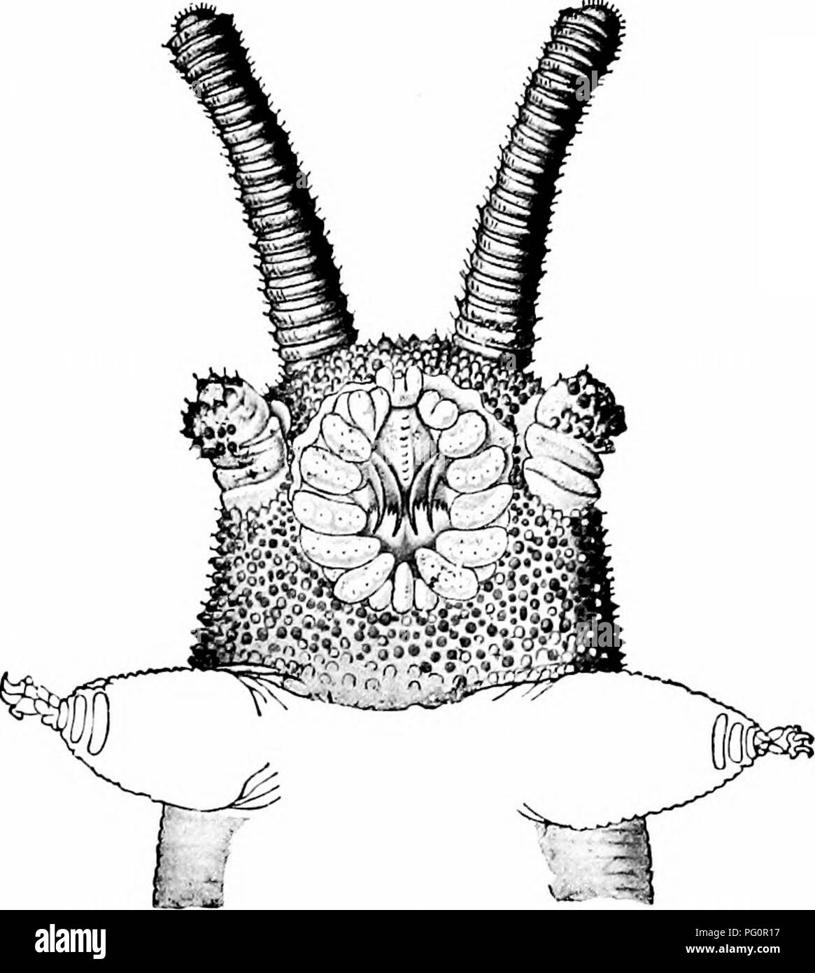 This zoological manual provides detailed descriptions of Peripatus ...