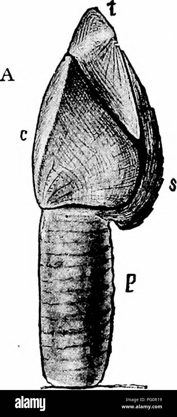 This zoology manual by Lang features a detailed anatomical illustration ...
