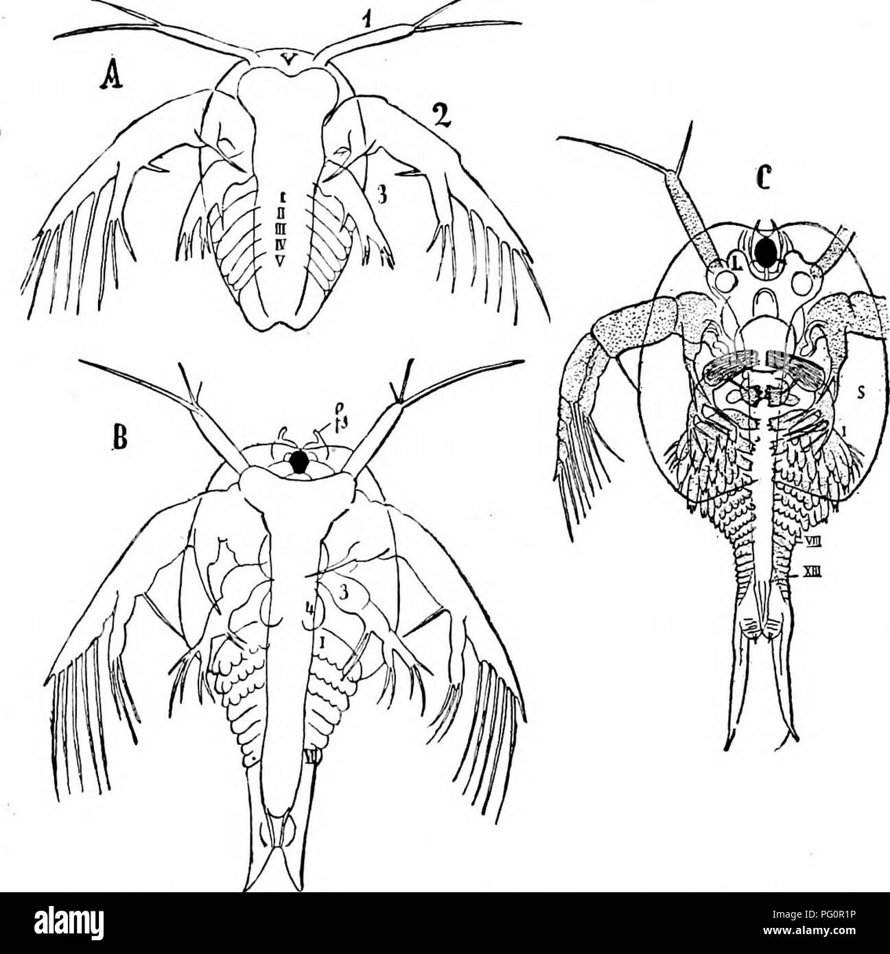 The manual of zoology discusses the anatomy and developmental stages of ...