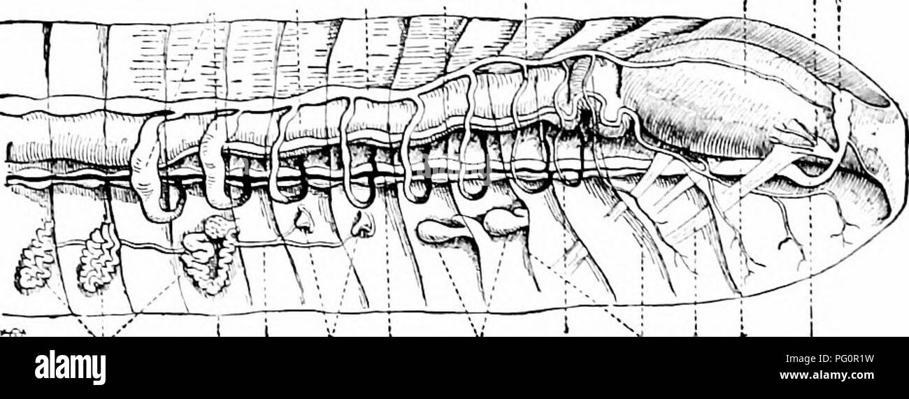This zoology manual provides a detailed overview of blood circulation ...