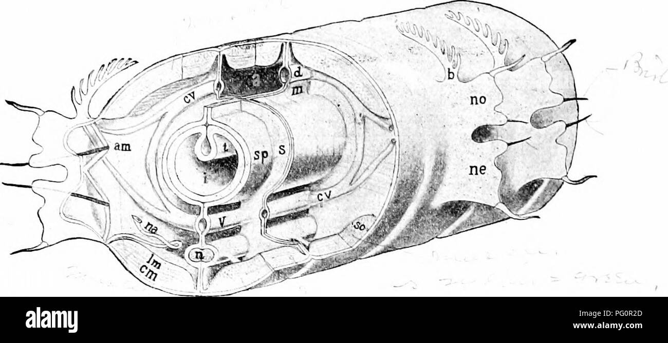 . A manual of zoology. Zoology. ::70 CCELHELMIXTIIES closely related ...