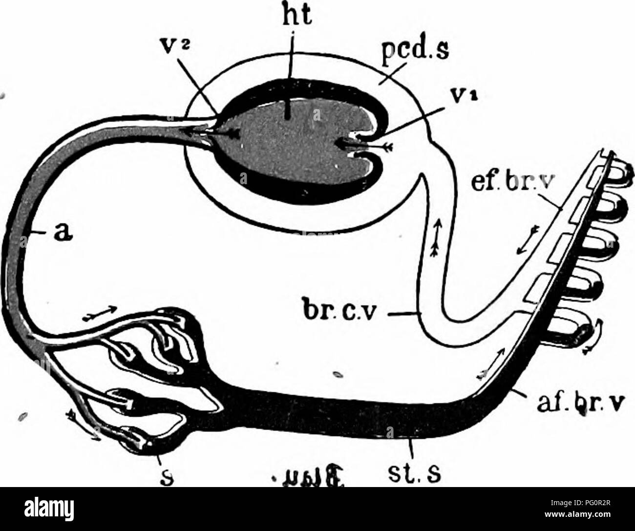 . A manual of zoology. 226 MANUAL OF ZOOLOGY sect. place the afferent ...
