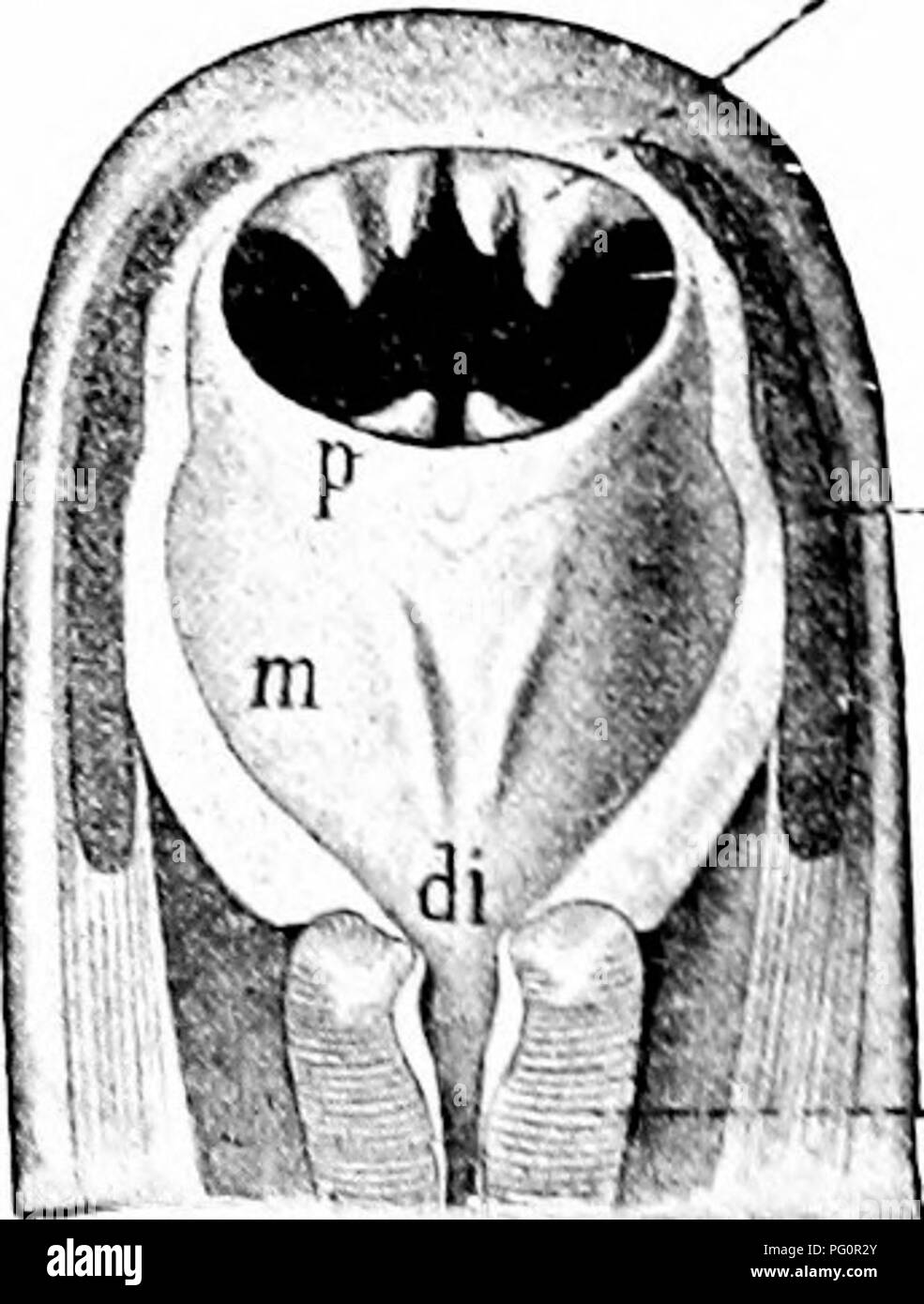 Syngamus trachea hi-res stock photography and images - Alamy