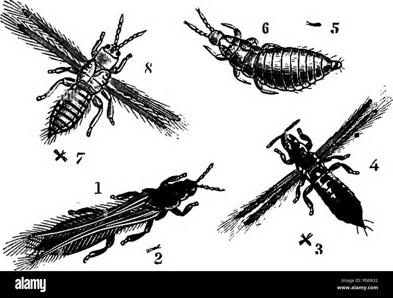 Thrips adult Black and White Stock Photos & Images - Alamy