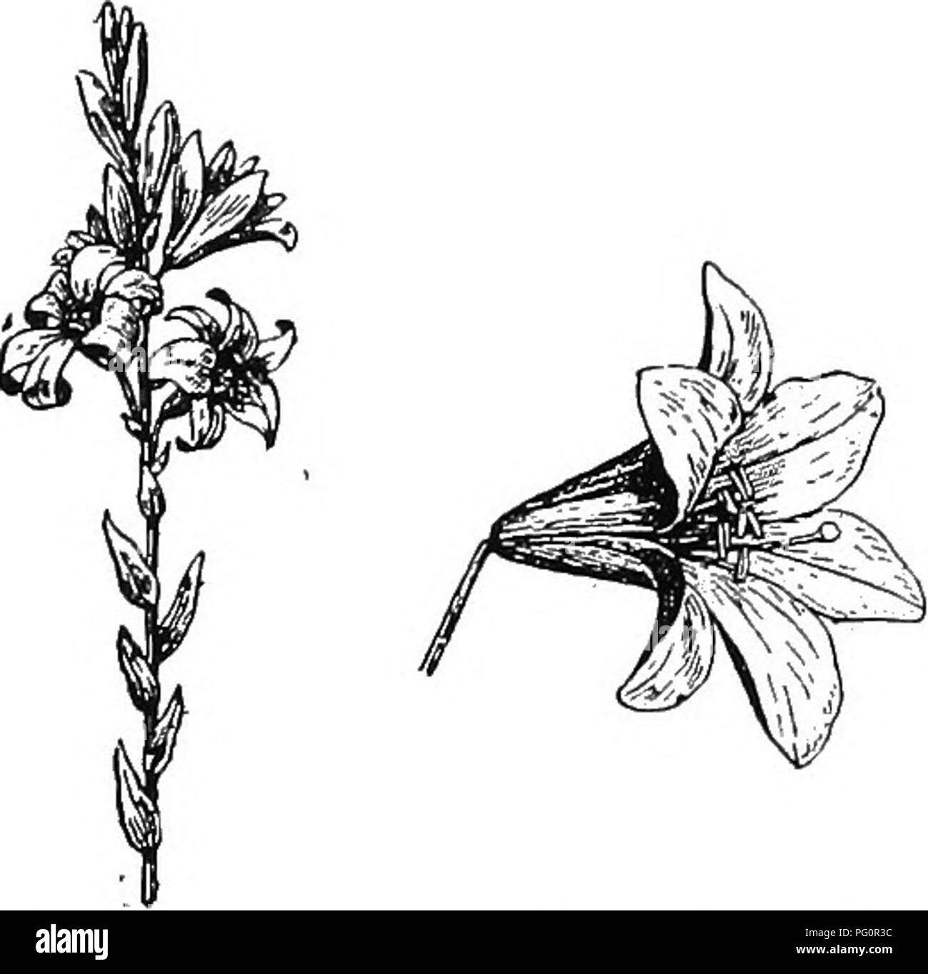 Parts of a lily Cut Out Stock Images & Pictures - Alamy