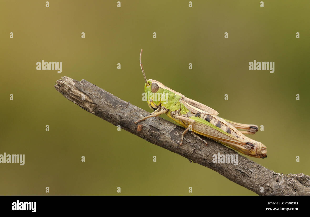 A pretty Meadow Grasshopper (Chorthippus parallelus) perching on a twig ...
