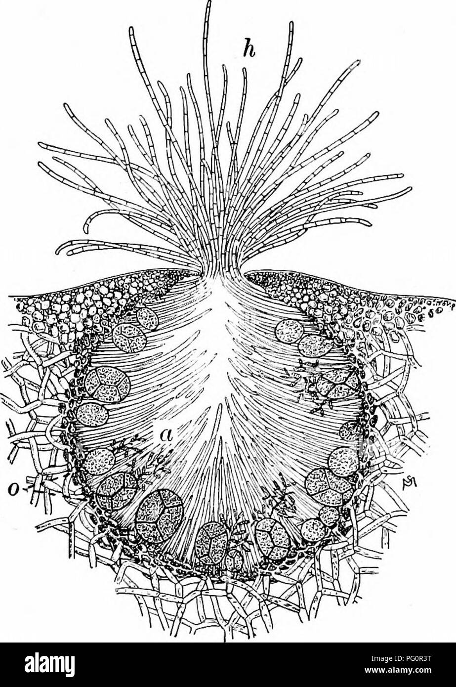Conceptacles hi-res stock photography and images - Alamy