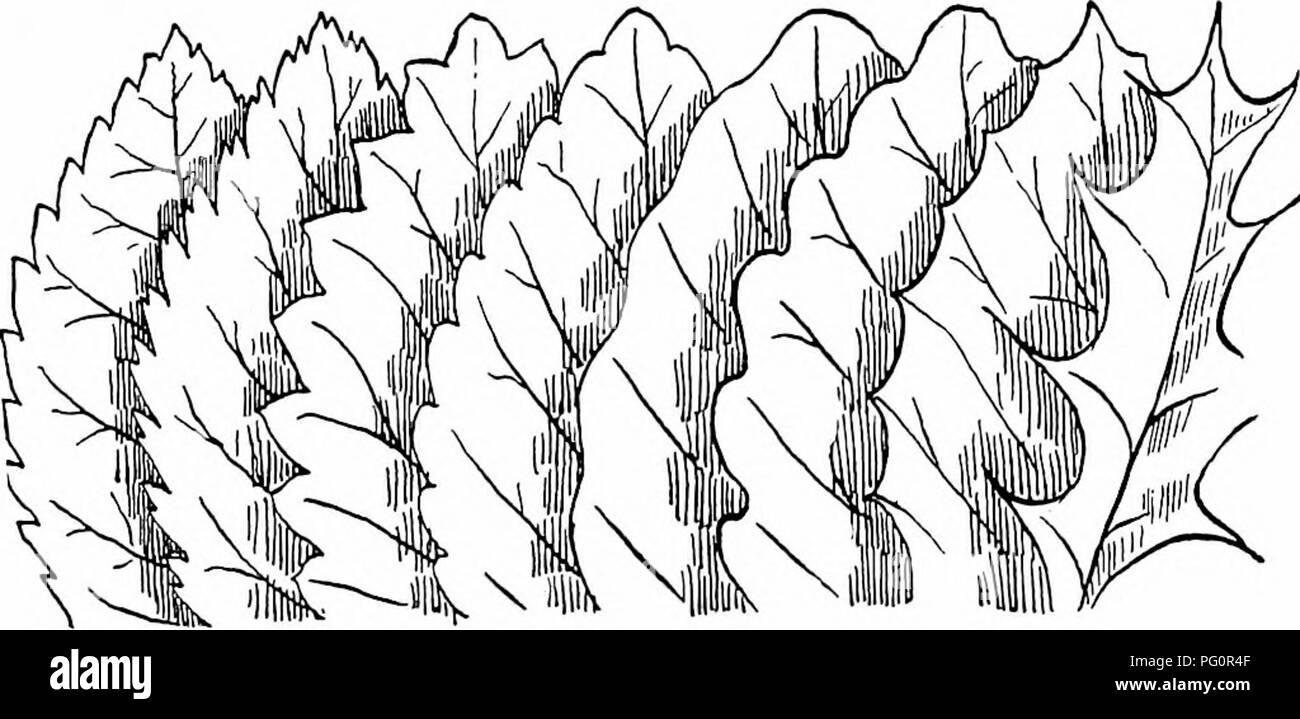 Dentate leaf margins hi-res stock photography and images - Alamy