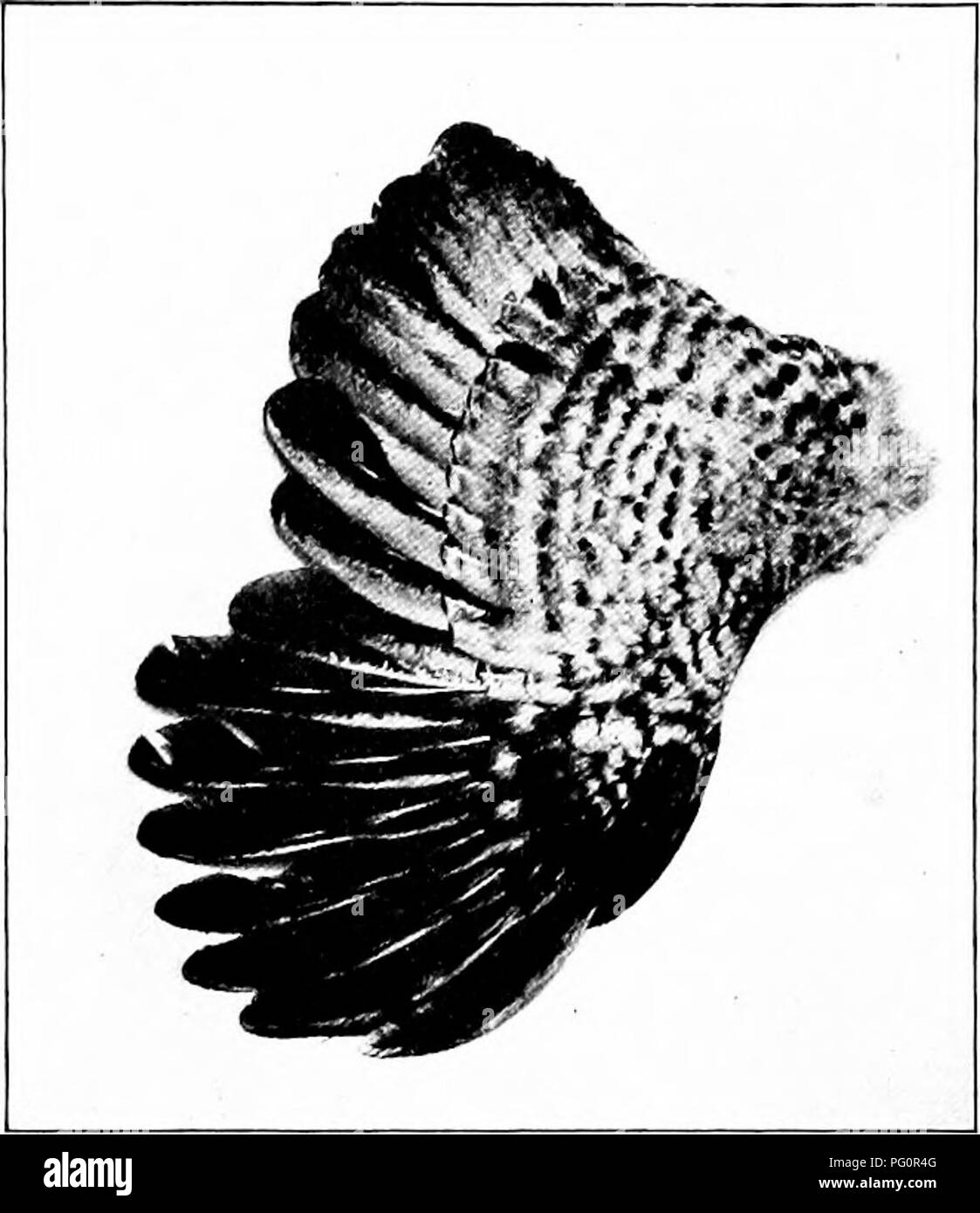 This manual for teachers and students in nature study covers various ...