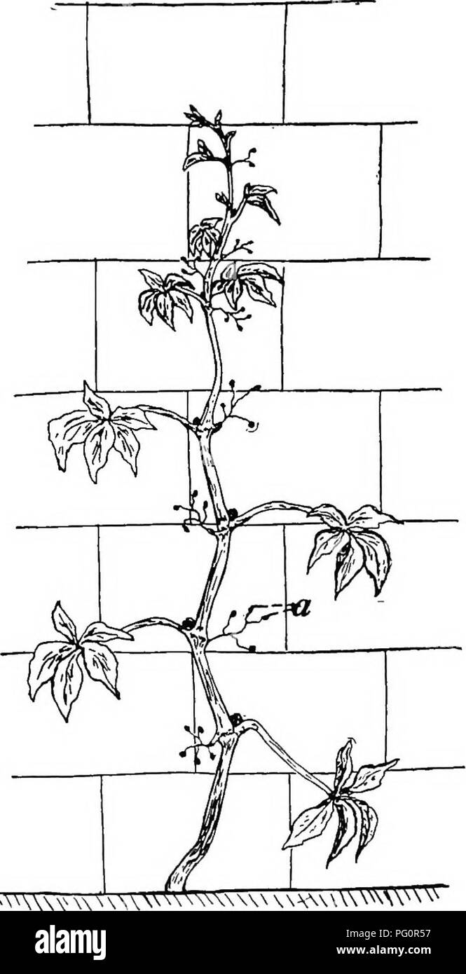 Discing hi-res stock photography and images - Alamy