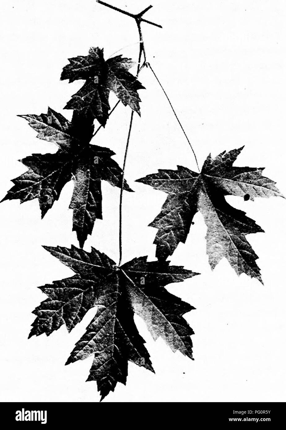 . Our native trees and how to identify them : a popular study of their ...