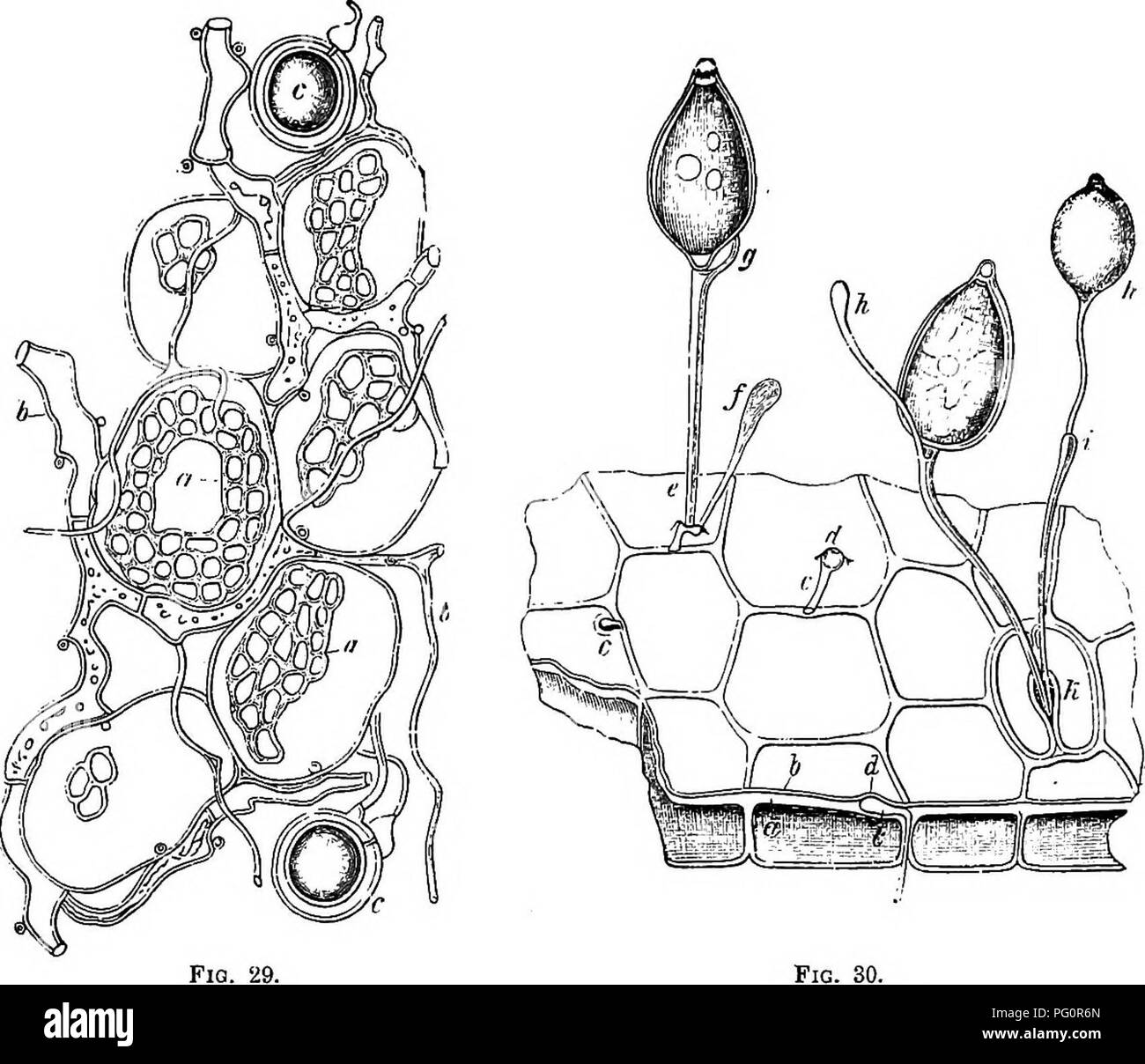 This text provides an introduction to plant diseases caused by ...