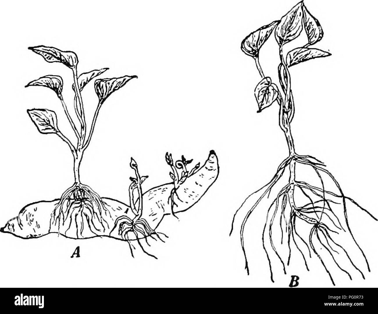 Potato propagation Cut Out Stock Images & Pictures - Alamy