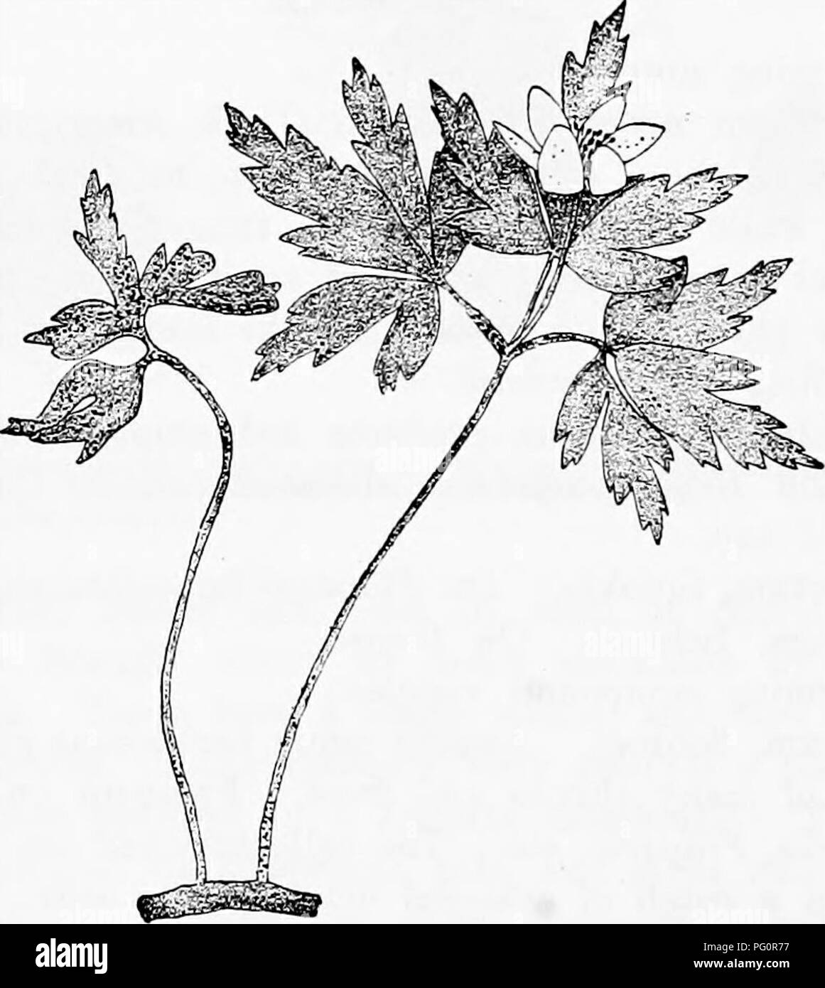 This text introduces the study of plant diseases caused by cryptogamic ...