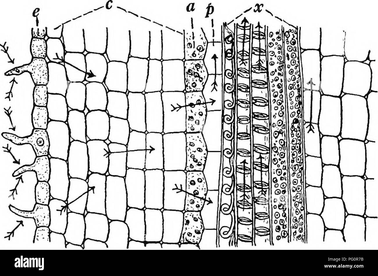 This textbook for agricultural students focuses on plant biology ...