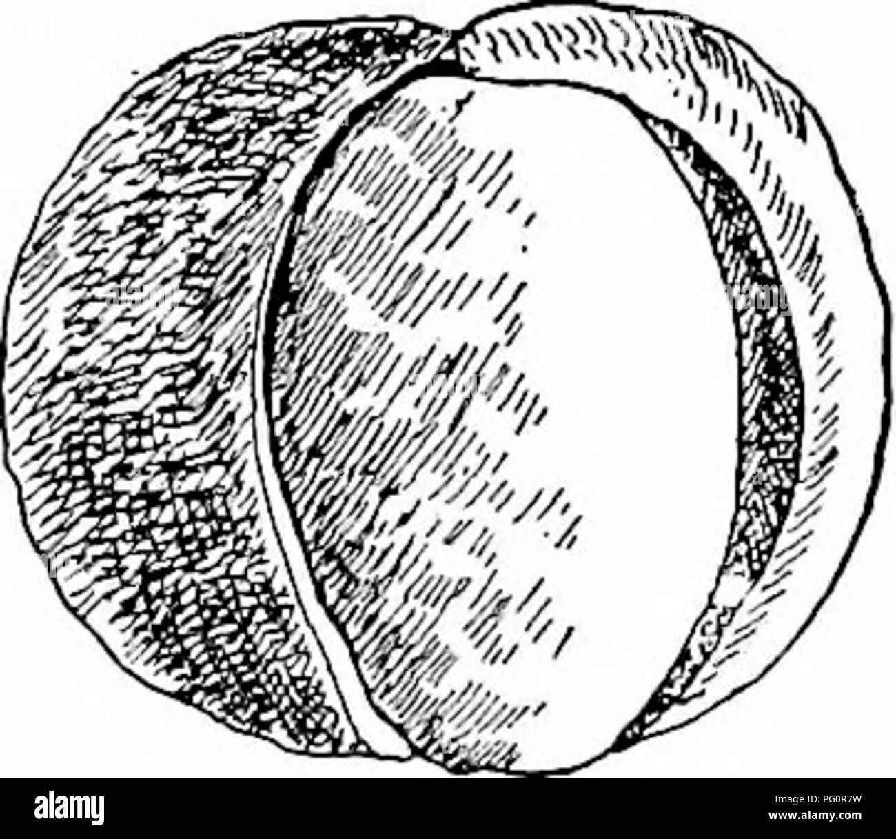 . Our native trees and how to identify them : a popular study of their ...