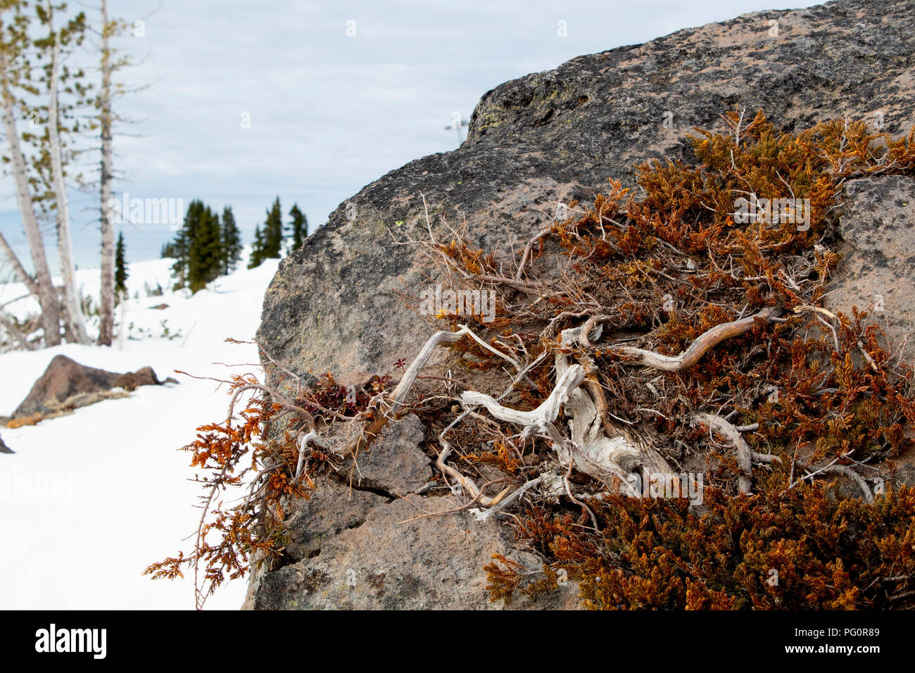 Dead juniper hi-res stock photography and images - Alamy