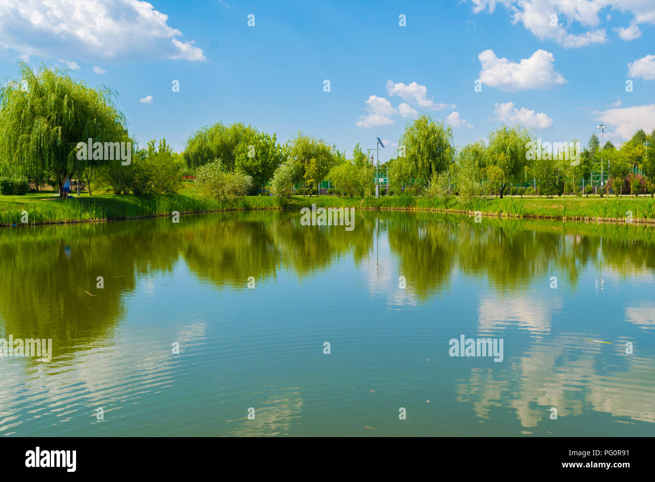 Tree surrounded by water hi-res stock photography and images - Alamy