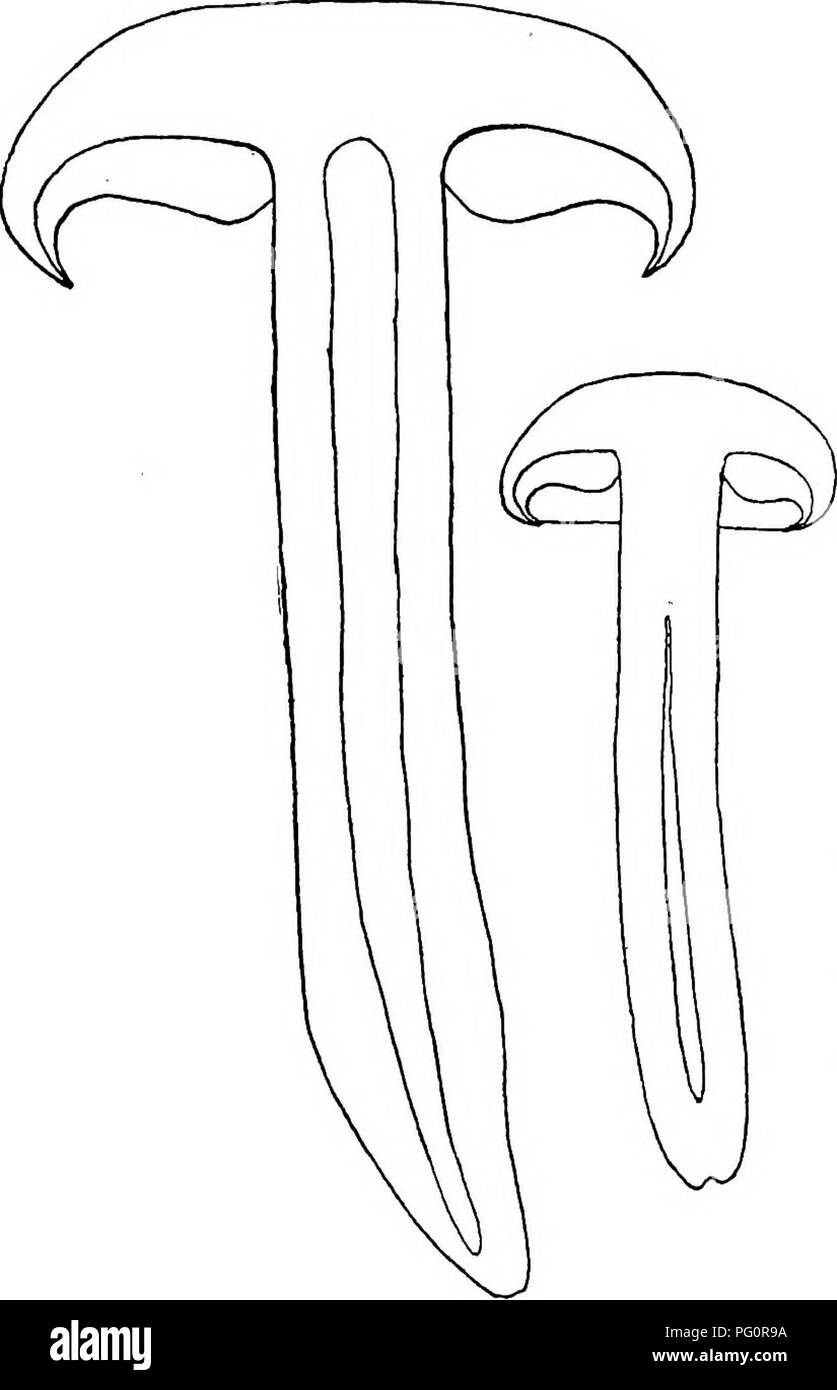 Elliptical spores hi-res stock photography and images - Alamy