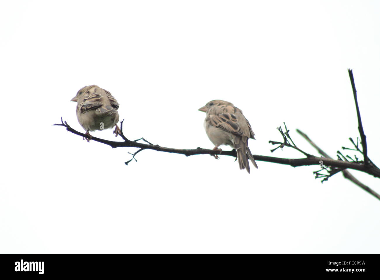 Beautiful Nature birds park Stock Photo - Alamy