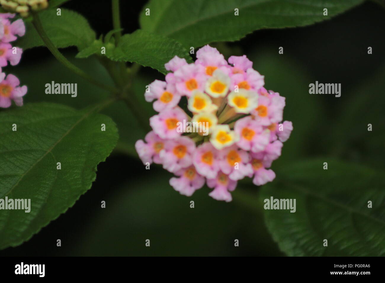 beautiful pet animal flowers Stock Photo - Alamy