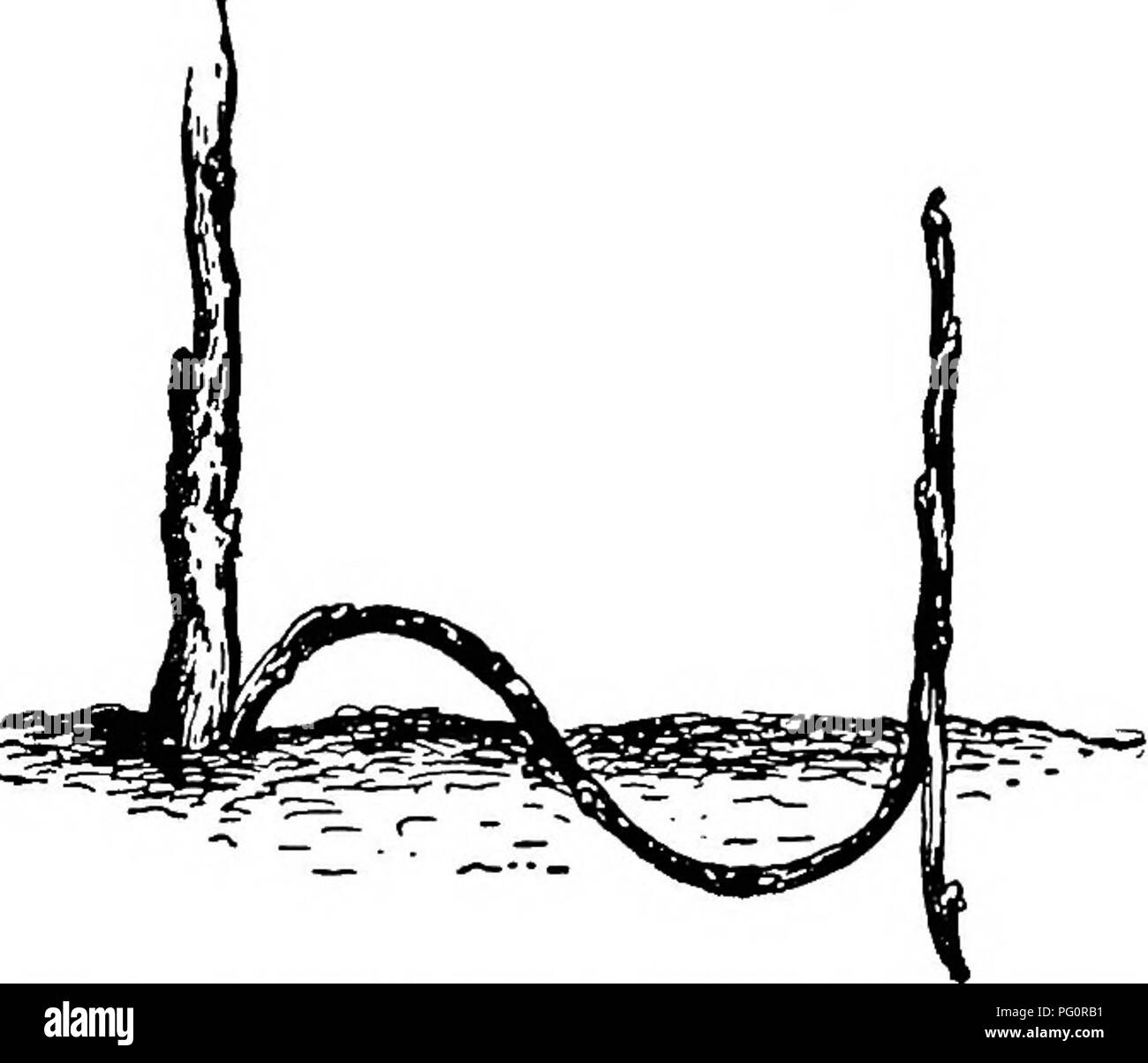 Bending branch Black and White Stock Photos & Images - Alamy