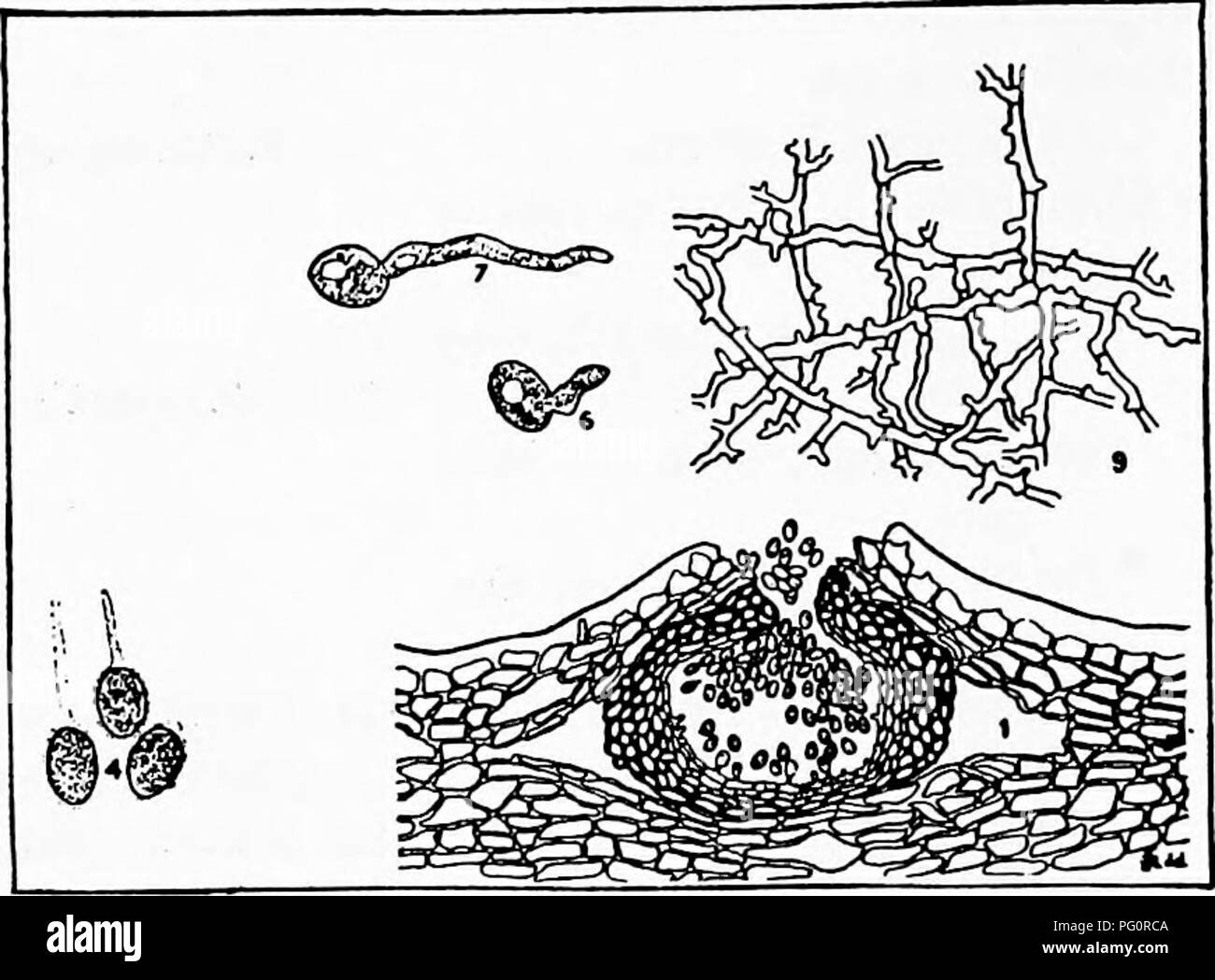 Mycosphaerella Black and White Stock Photos & Images - Alamy
