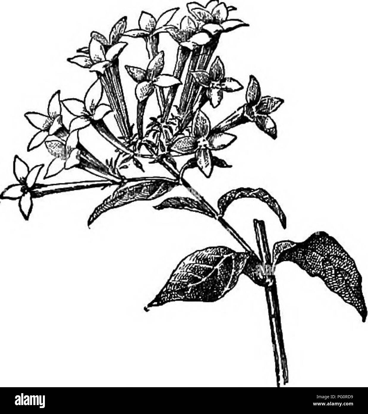 Characteristic lanceolate leaves hi-res stock photography and images ...