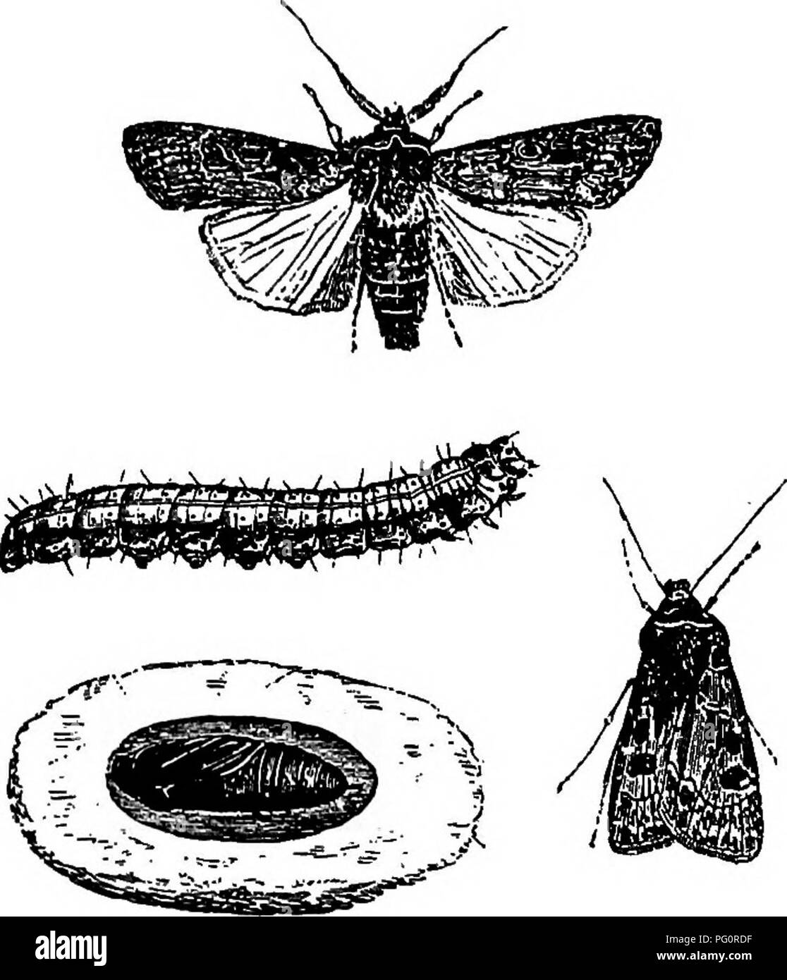 This guide addresses the common fungoid and insect pests affecting ...