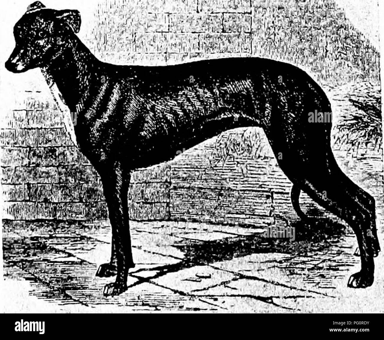 . The dog book : a popular history of the dog, with practical ...
