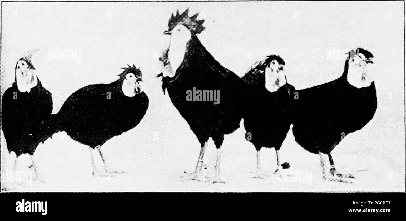 This work outlines the principles of poultry breeding and care ...