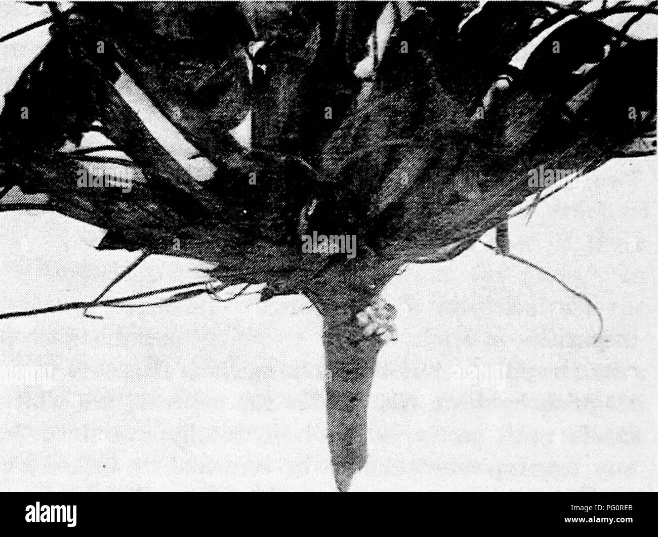 Cattle pests Black and White Stock Photos & Images - Alamy