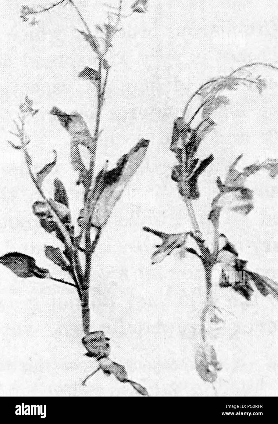 This work addresses various fungal and insect pests that affect farm ...