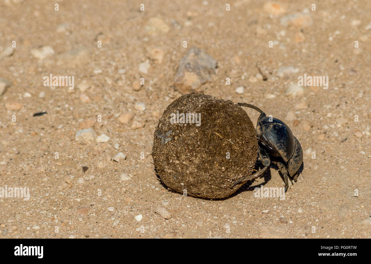 A dung beetle at work rolling a ball of dung image with copy space in ...