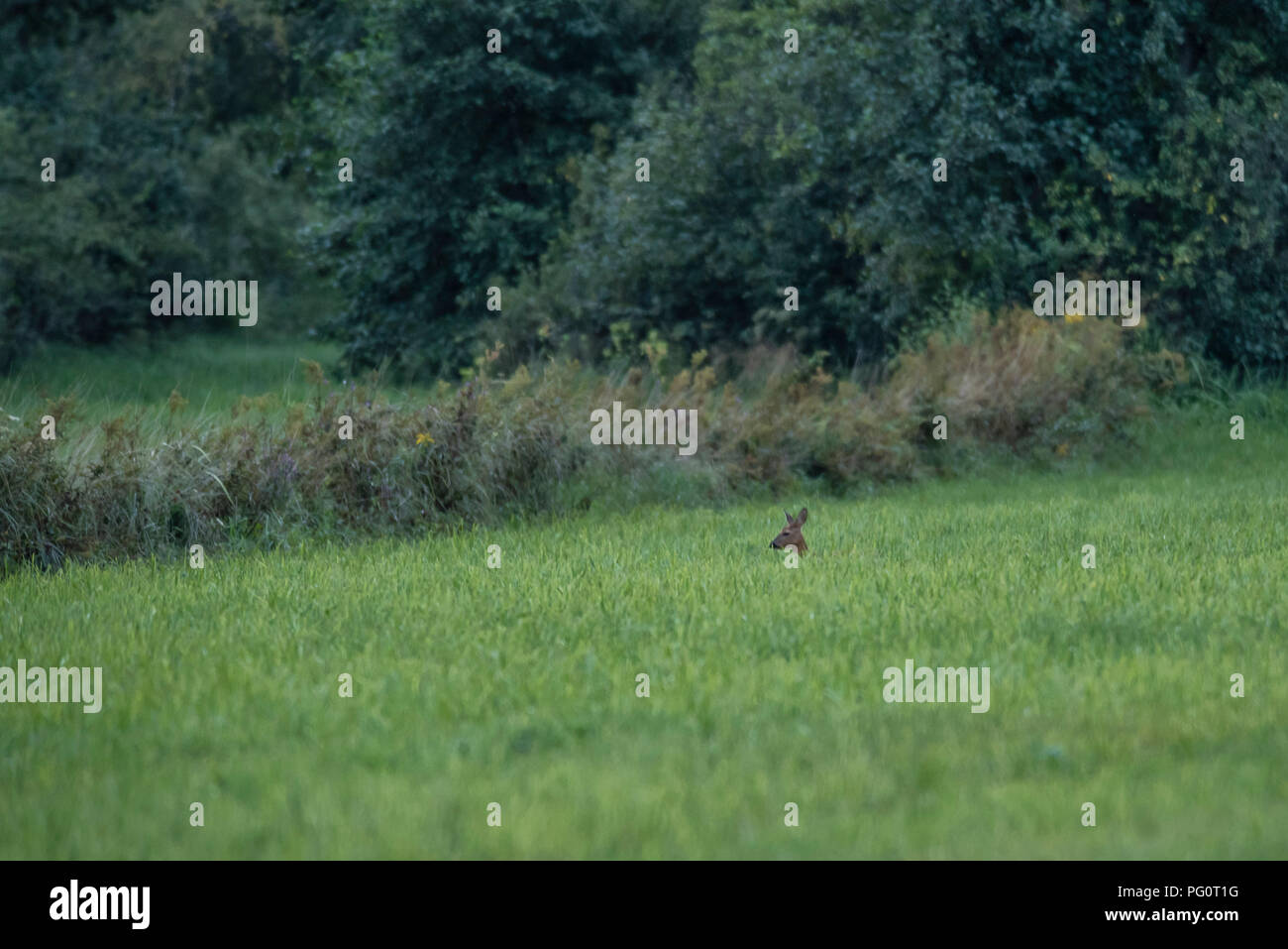 Roe deer (Capreolus capreolus) in Ljubljana Marshes Stock Photo - Alamy