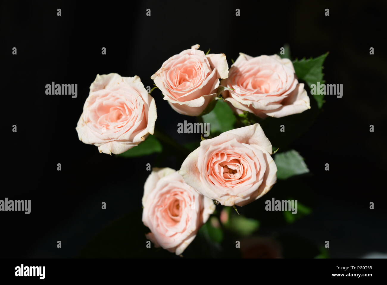 Elegant yellow pink small roses with green leaves, natural fresh chic ...
