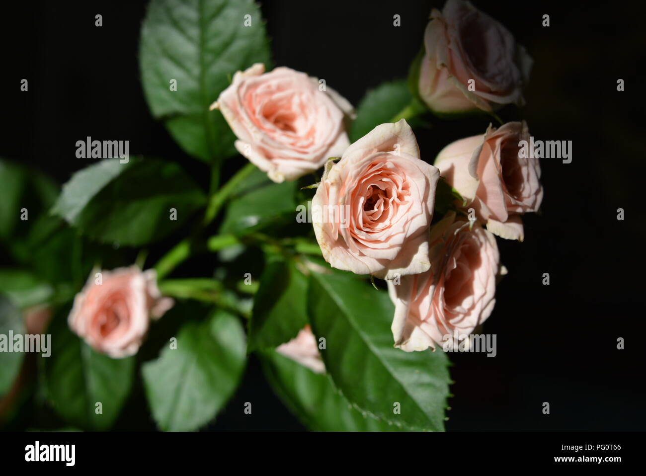 Elegant yellow pink small roses with green leaves, natural fresh chic ...