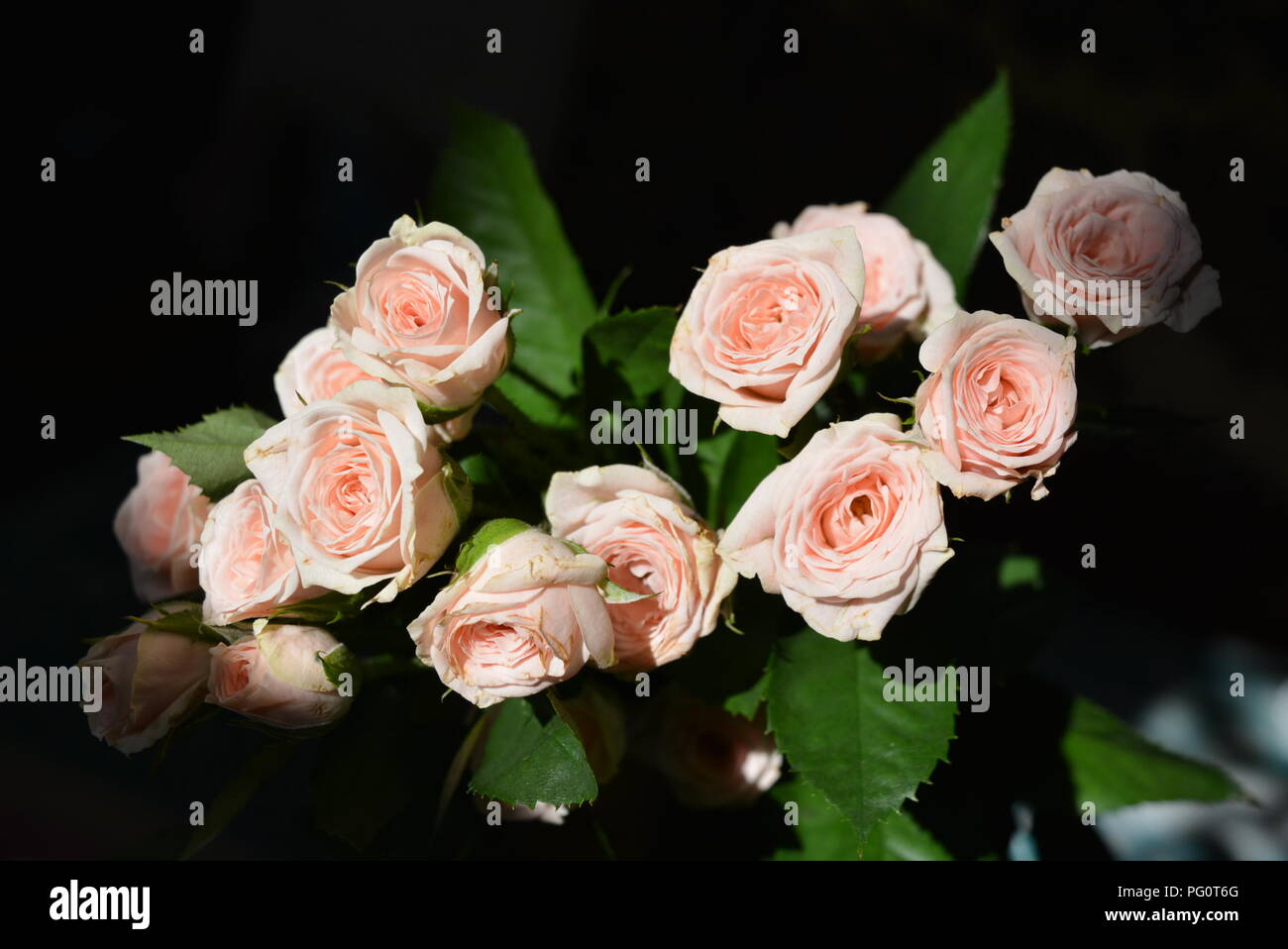 Elegant yellow pink small roses with green leaves, natural fresh chic ...