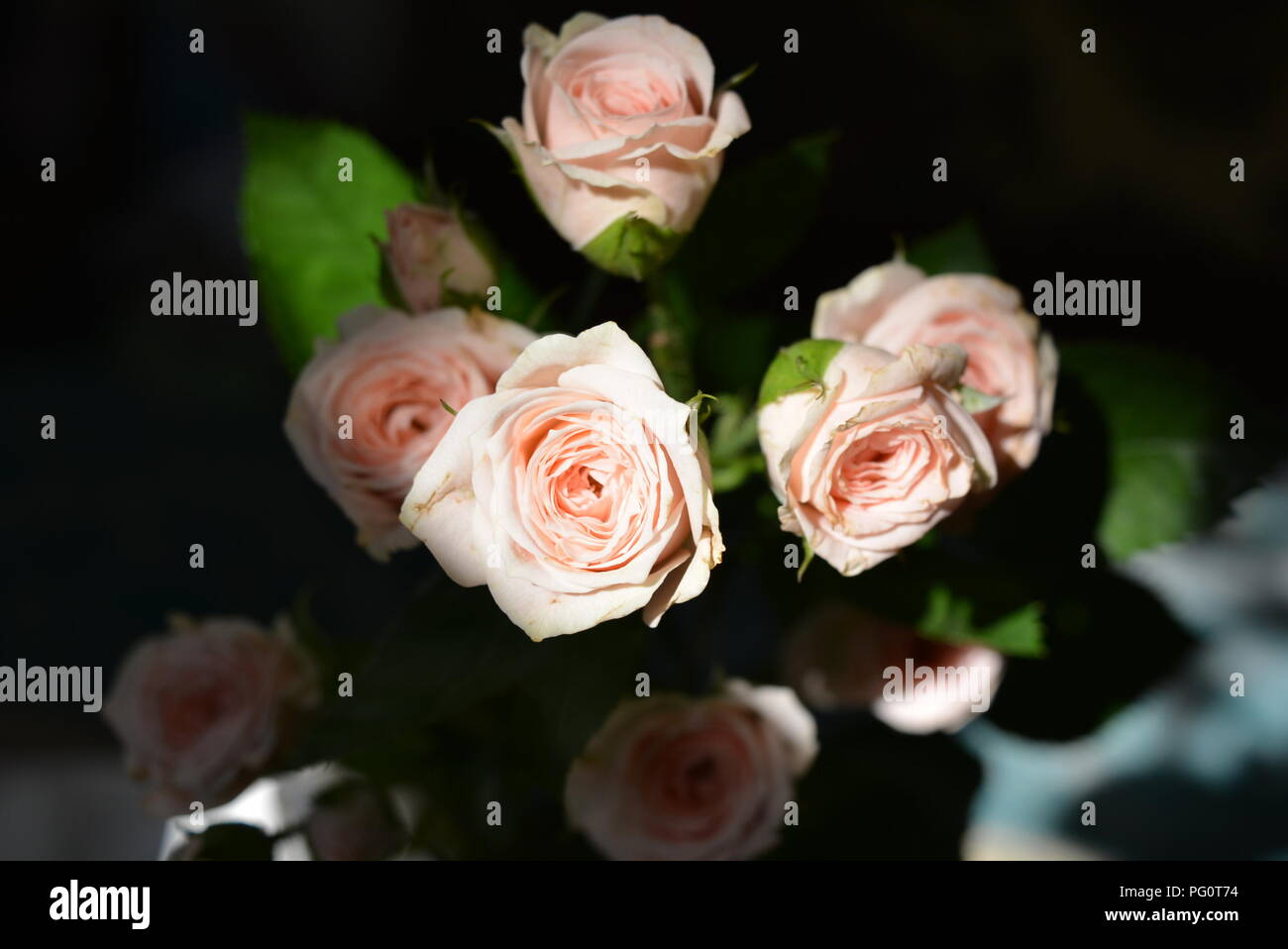 Elegant yellow pink small roses with green leaves, natural fresh chic ...