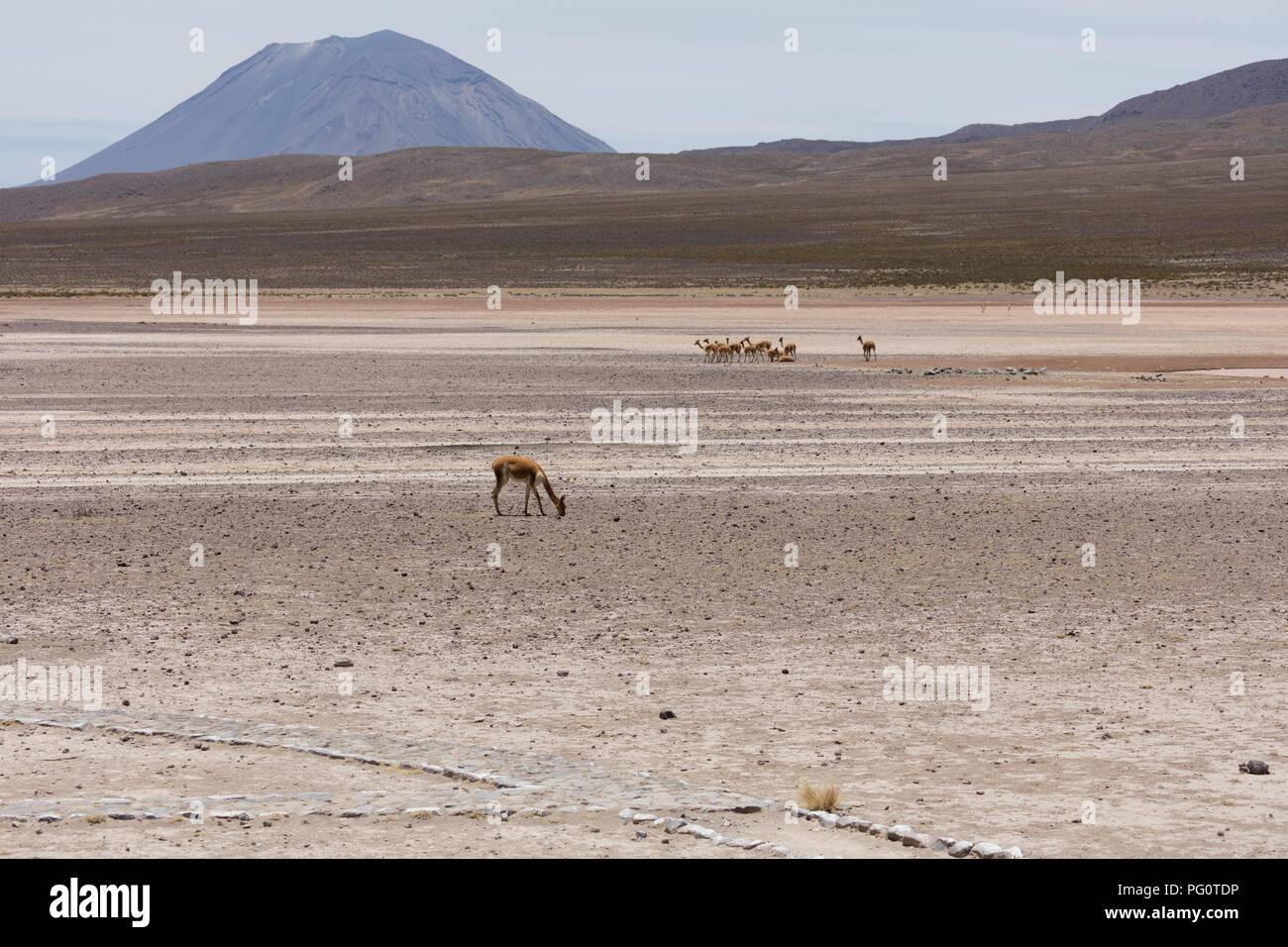 wild lama Vigogna in the Andes, Peru Stock Photo - Alamy
