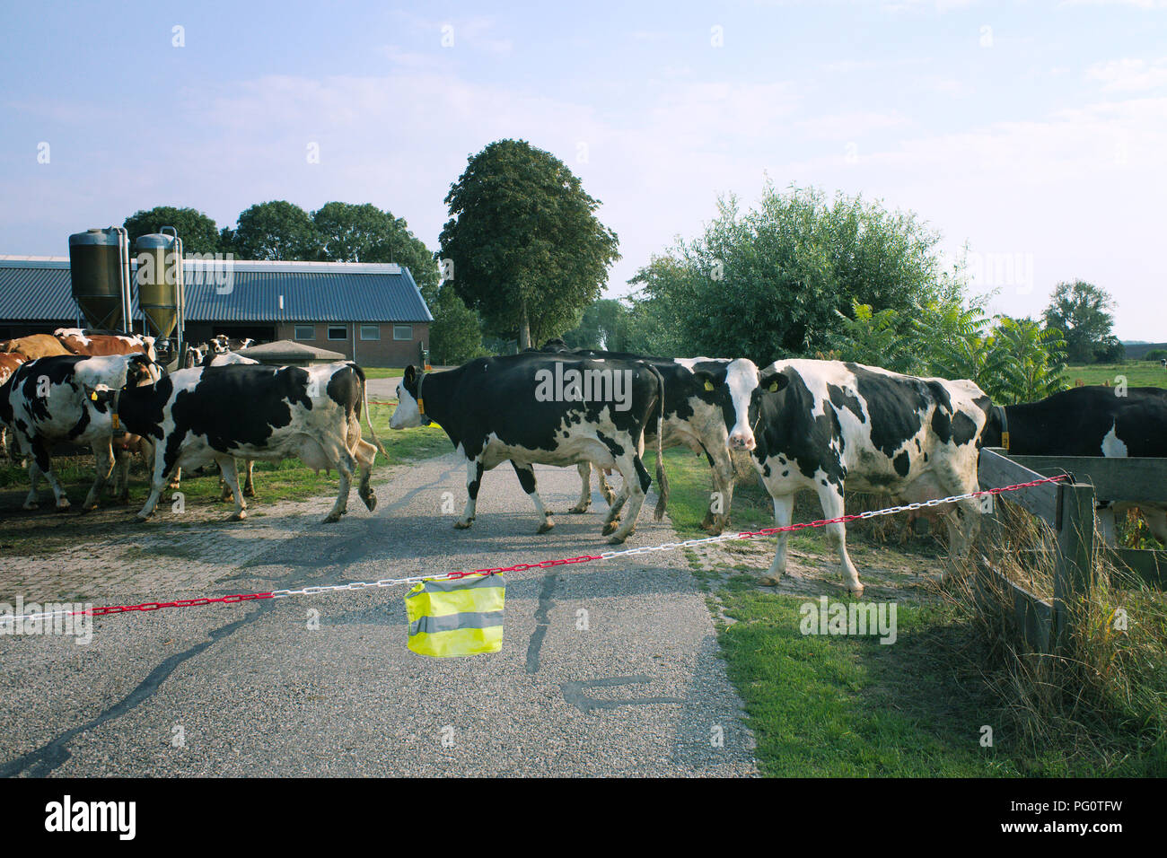 Cows crossing the road on their way to the stable Stock Photo - Alamy