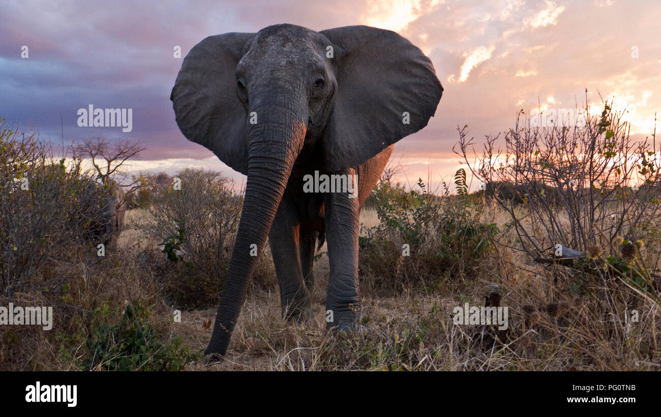 A tuskless old female elephant is matriarch of the herd that is ...