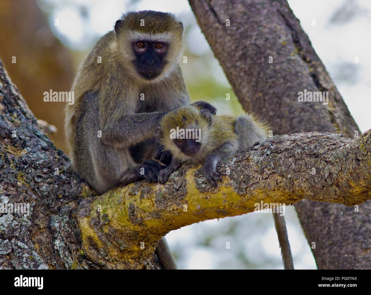 Anthropoidar hi-res stock photography and images - Alamy