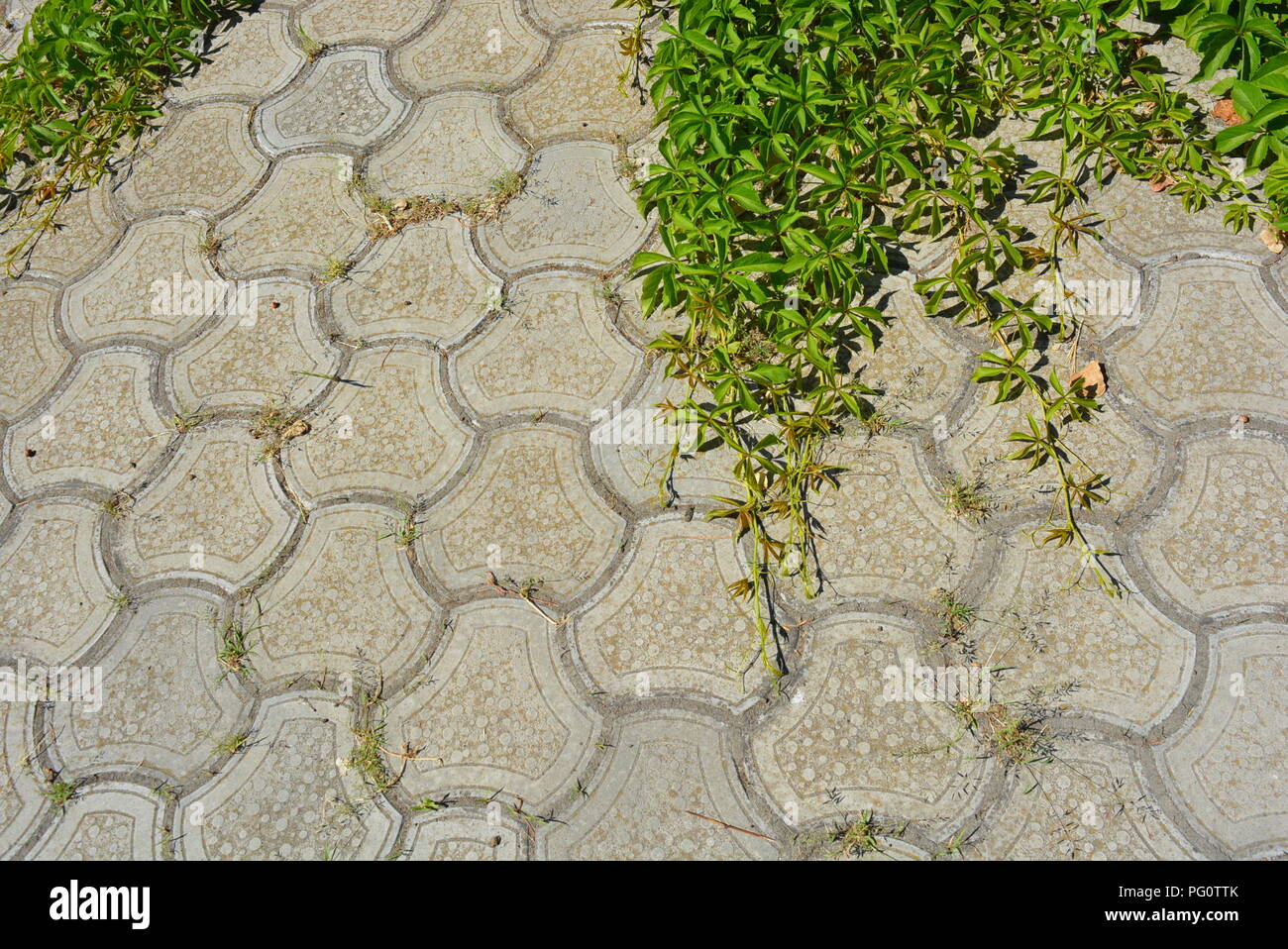 Beautiful green leaves and branches of virginia creeper, victoria ...
