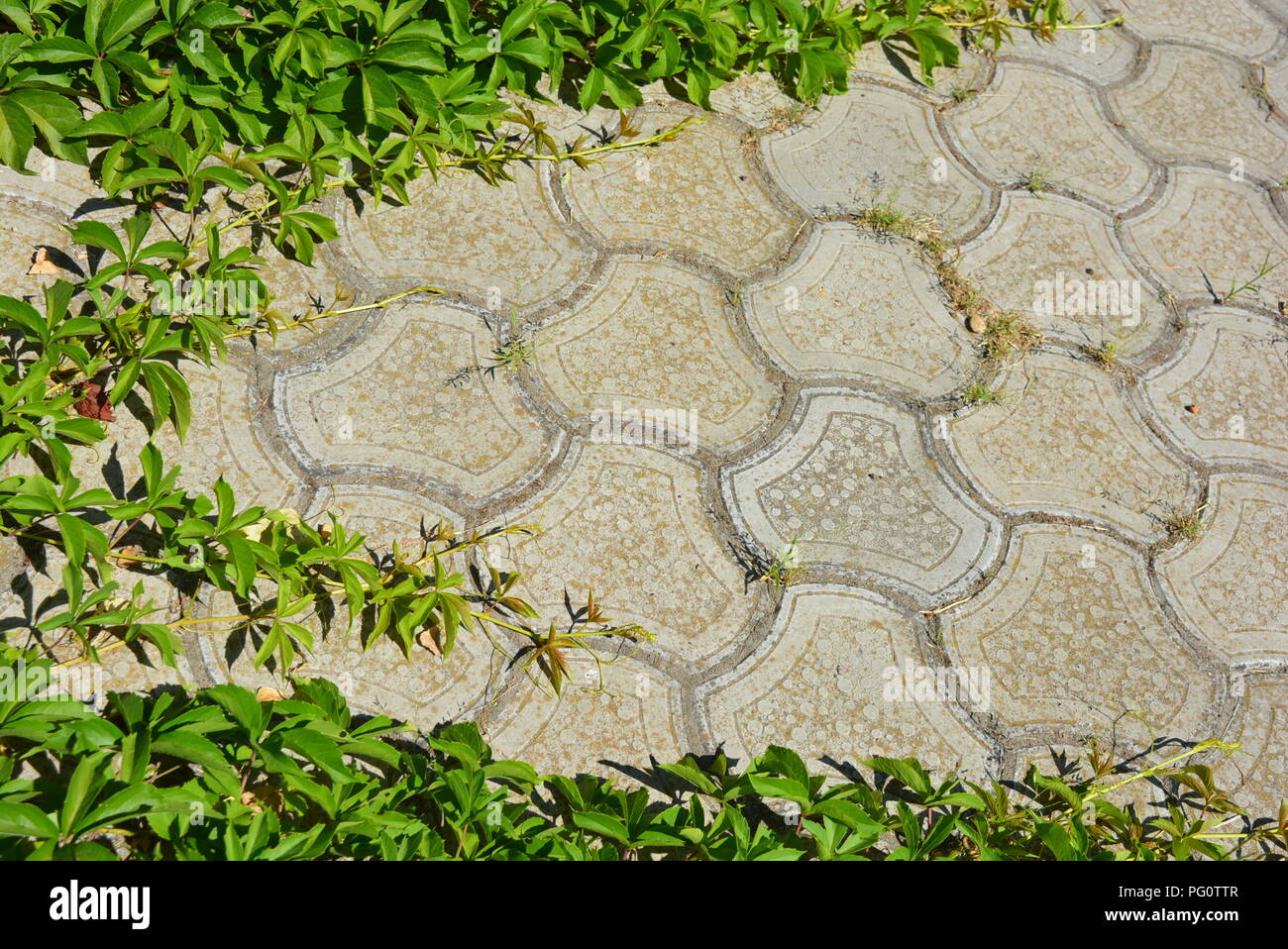 Beautiful green leaves and branches of virginia creeper, victoria ...