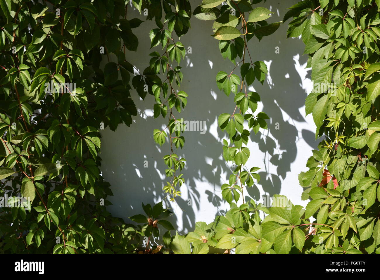 Beautiful green leaves of virginia creeper, victoria creeper, five ...