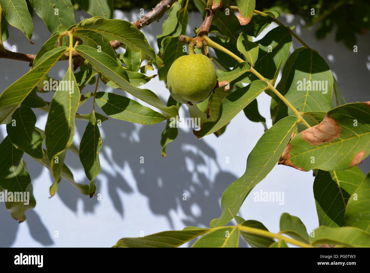 Leaves and fruits of green walnut with branches on a tree and a white ...